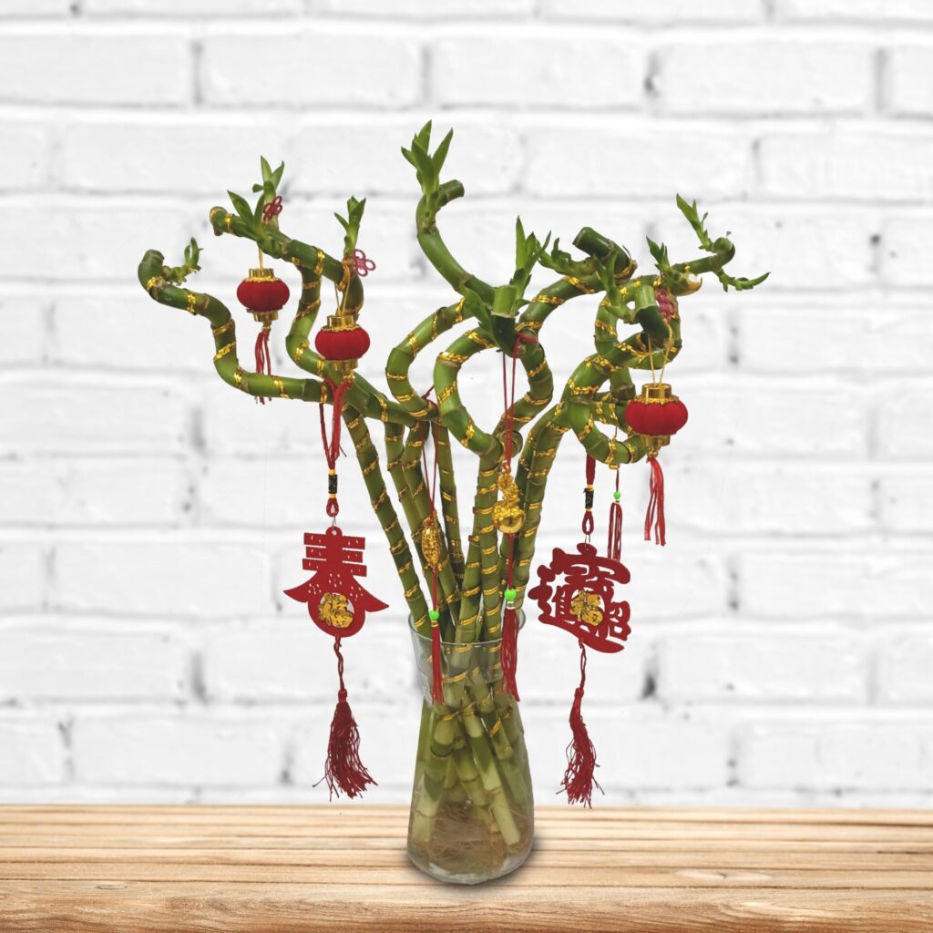 Curly Lucky Bamboo CNY Arrangement - Blooming Florist